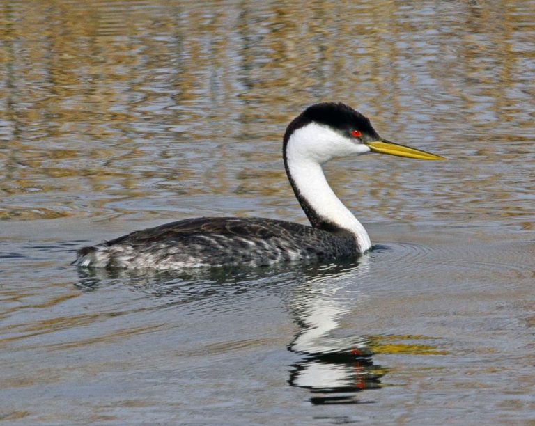 10 Birds That Look Like Ducks (Inc. Awesome Photos)