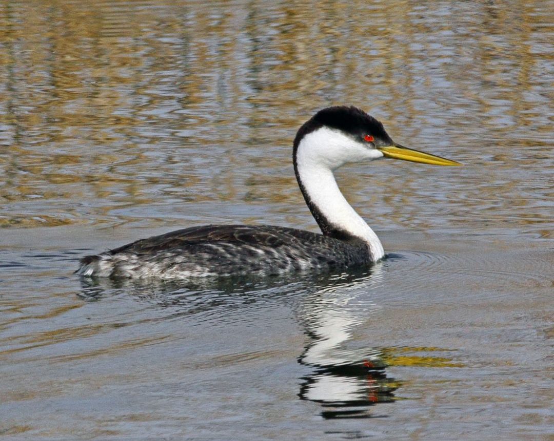 10 Birds That Look Like Ducks (Inc. Awesome Photos)