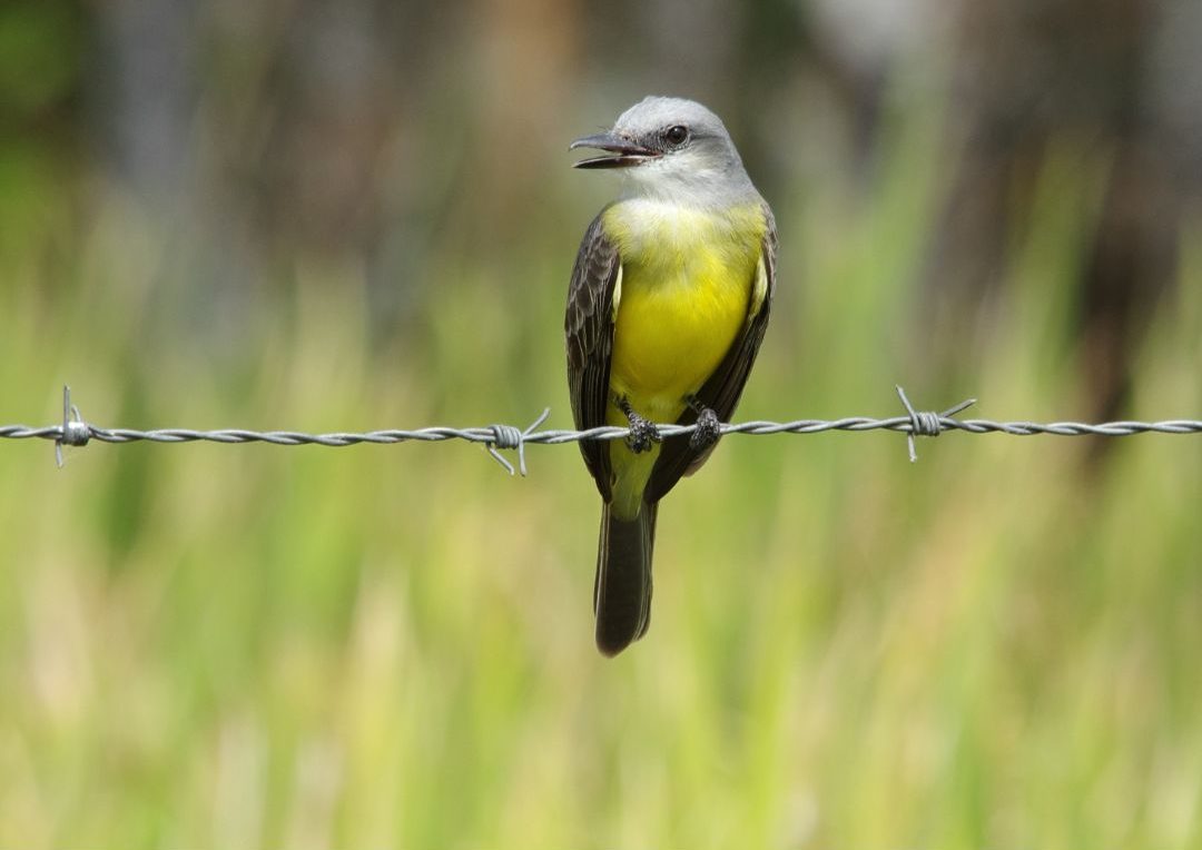 29 Yellow Birds in California (Inc. Awesome Photos)