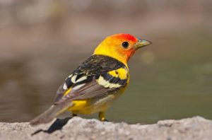 29 Yellow Birds in California (Inc. Awesome Photos)