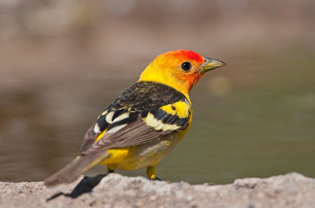 29 Yellow Birds in California (Inc. Awesome Photos)