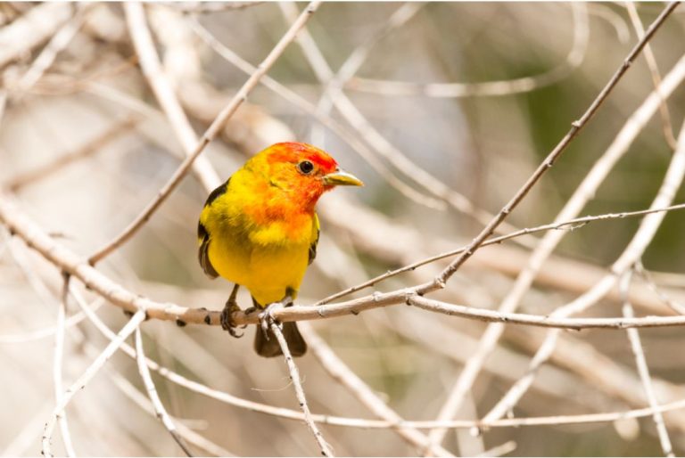 34 Backyard Birds of the Pacific Northwest (Inc. Awesome Photos ...