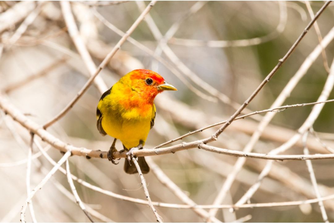 34 Backyard Birds of the Pacific Northwest (Inc. Awesome Photos ...