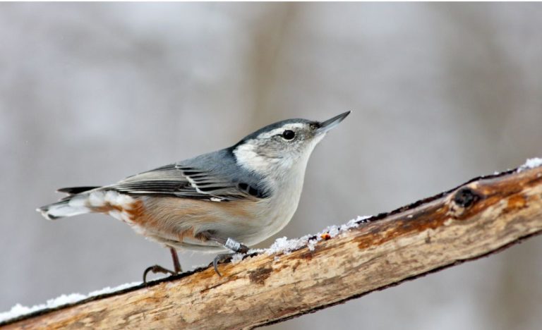 12 Small Gray Birds (Inc. Awesome Photos)