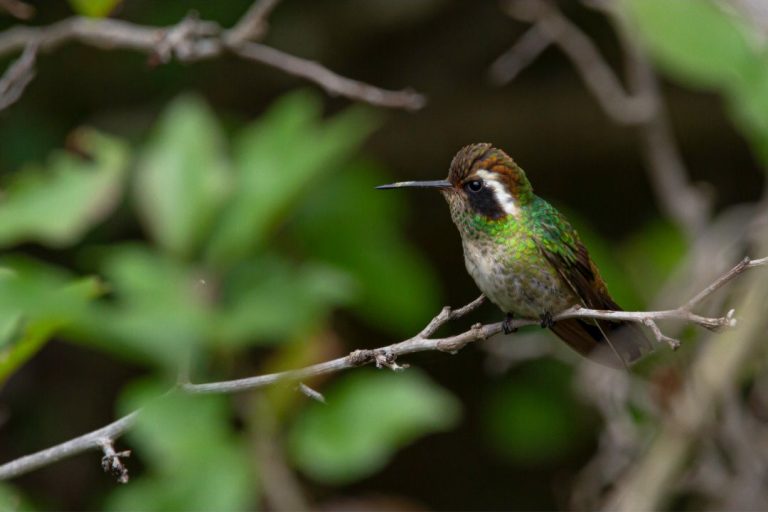 8 Types of Hummingbirds in Arizona (Inc. Awesome Photos)