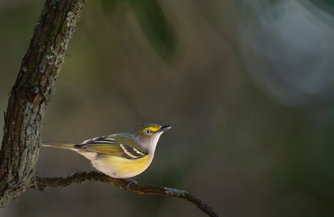26 Small Birds in Florida (Inc. Awesome Photos)