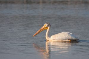 10 Birds That Look Like Ducks (Inc. Awesome Photos) - Birds Advice