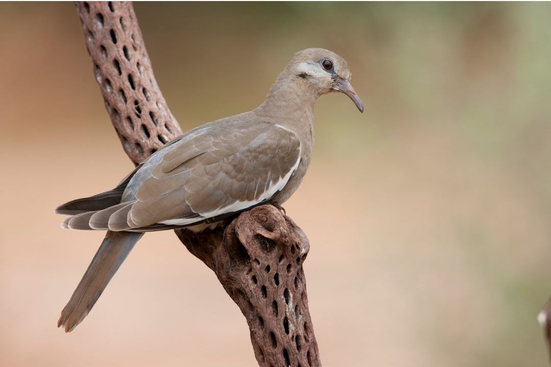 21 Gray Birds in North America (Inc. Awesome Photos)