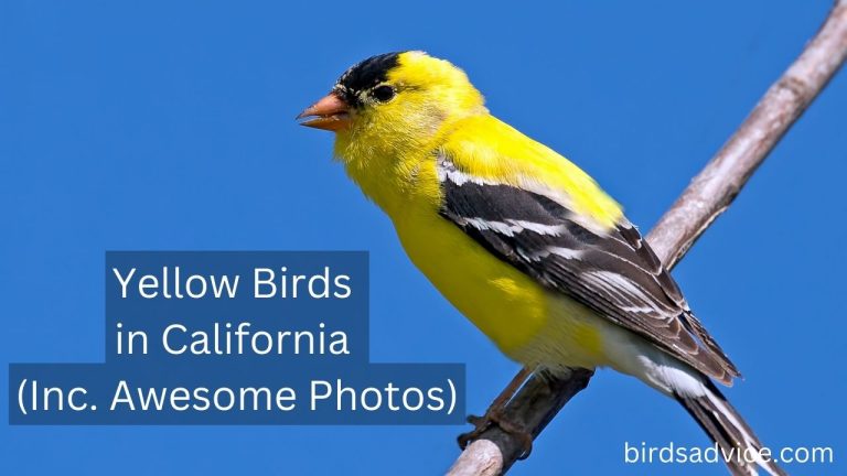29 Yellow Birds in California (Inc. Awesome Photos) - Birds Advice