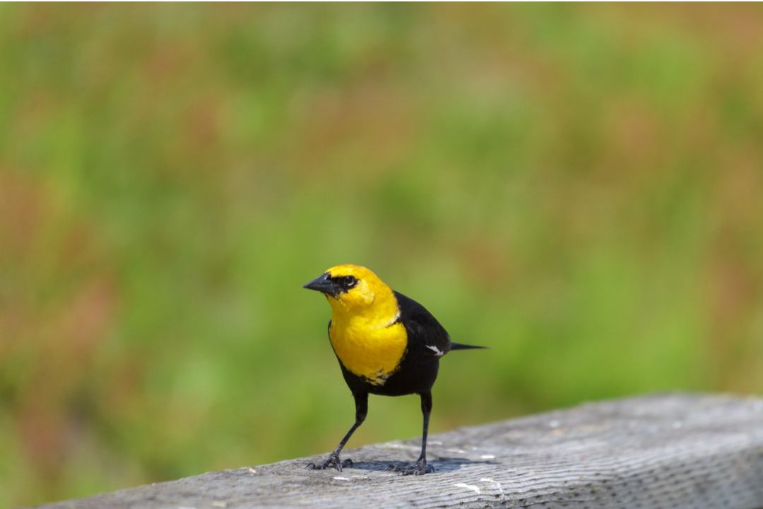 32 Yellow Birds in Michigan (Inc. Awesome Photos) - Birds Advice