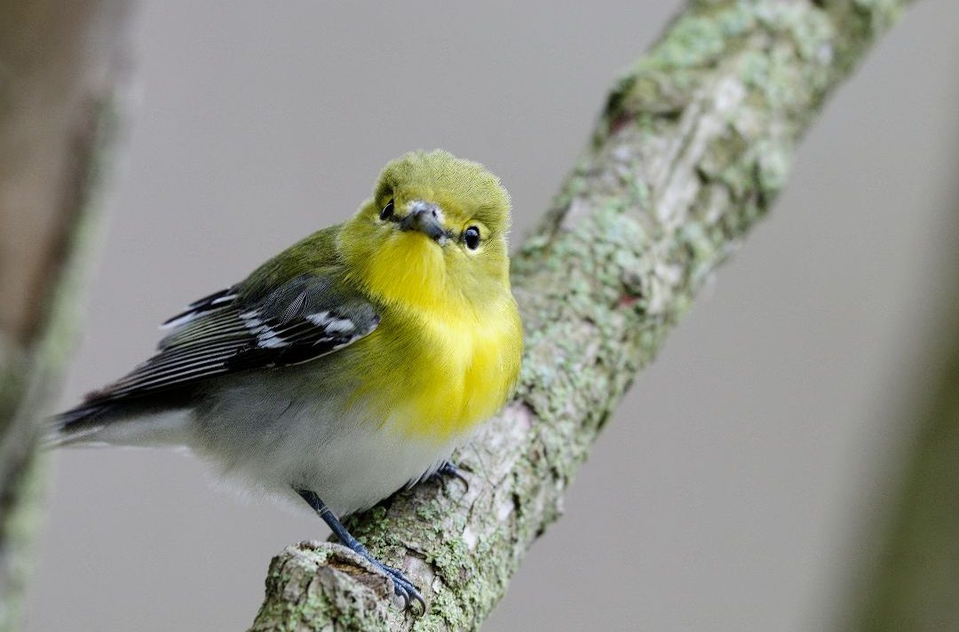32 Yellow Birds in Michigan (Inc. Awesome Photos) - Birds Advice