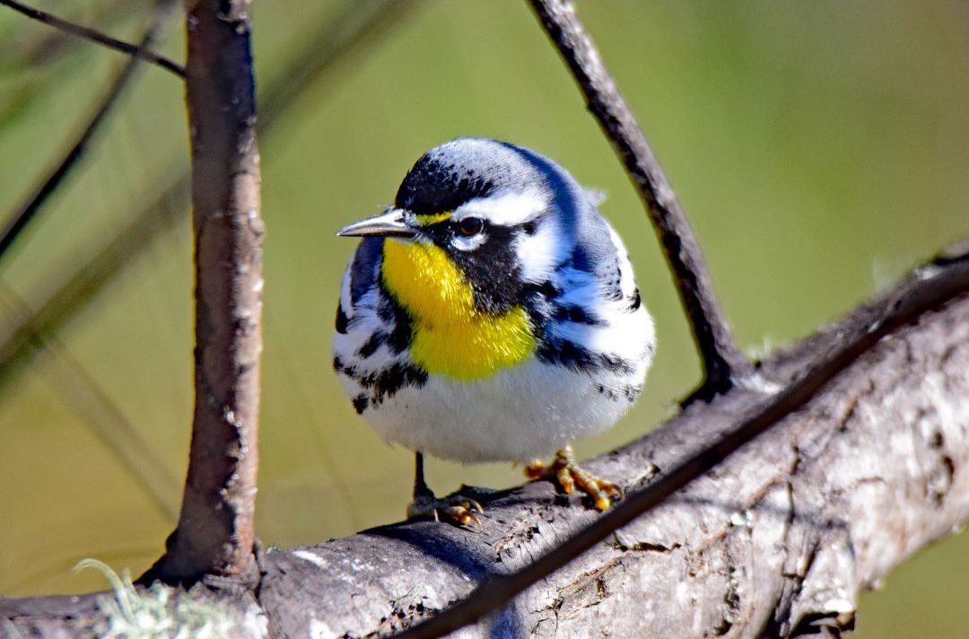 26 Small Birds in Florida (Inc. Awesome Photos)