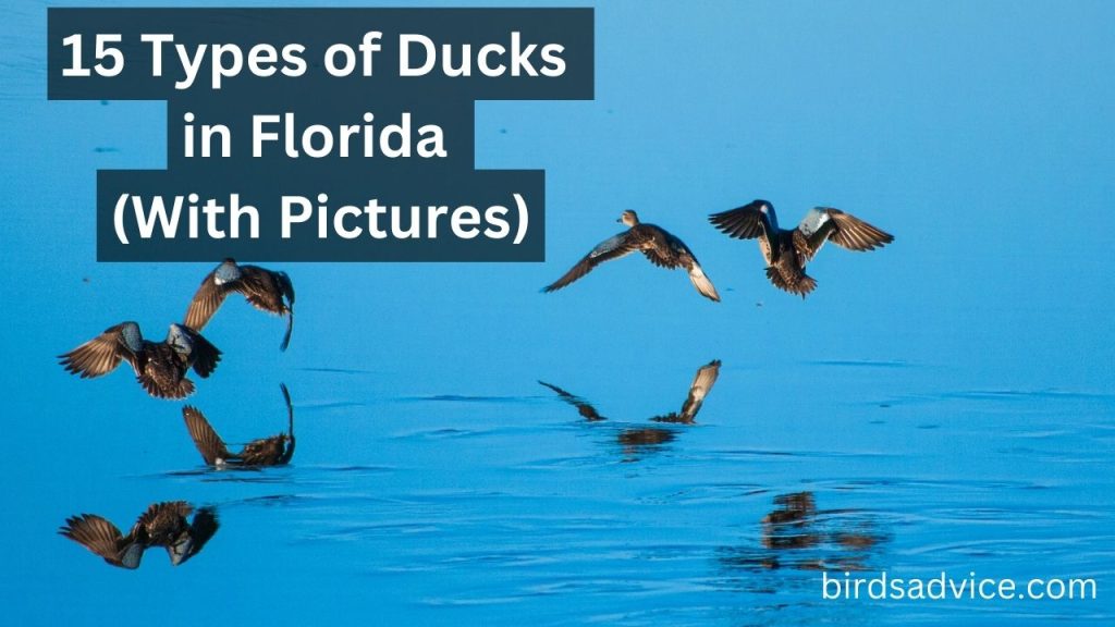 15 Types of Ducks in Florida (With Pictures)