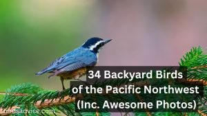 34 Backyard Birds of the Pacific Northwest (Inc. Awesome Photos ...
