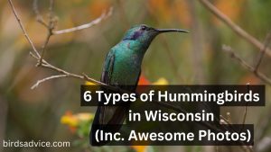 6 Types of Hummingbirds in Wisconsin (Inc. Awesome Photos)