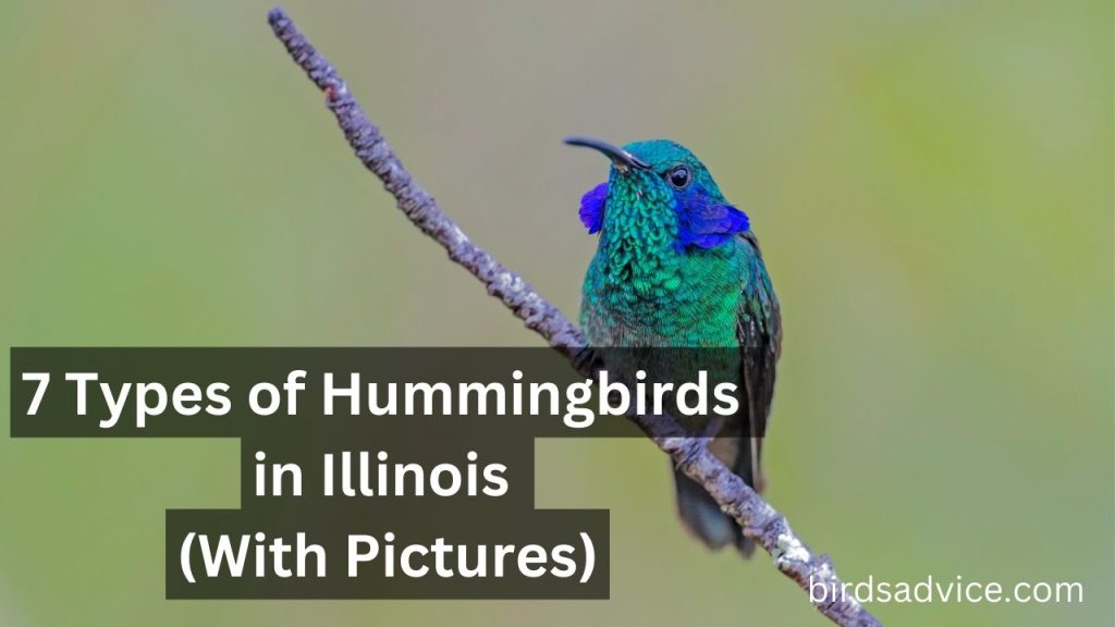 7 Types of Hummingbirds in Illinois (With Pictures)