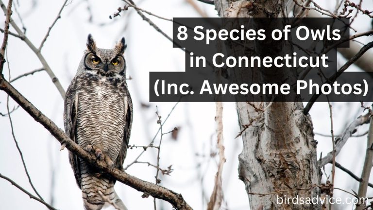 8 Species of Owls in Connecticut (Inc. Awesome Photos)