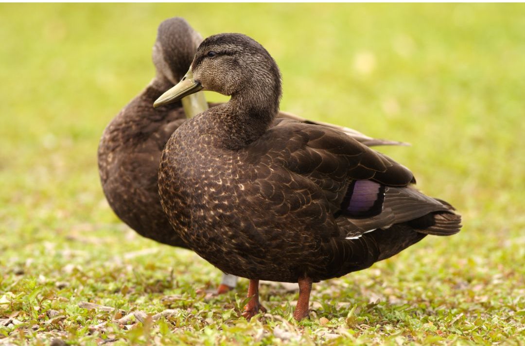 15 Types of Ducks in Florida (With Pictures)
