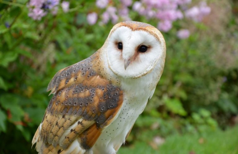 8 Species of Owls in Connecticut (Inc. Awesome Photos)