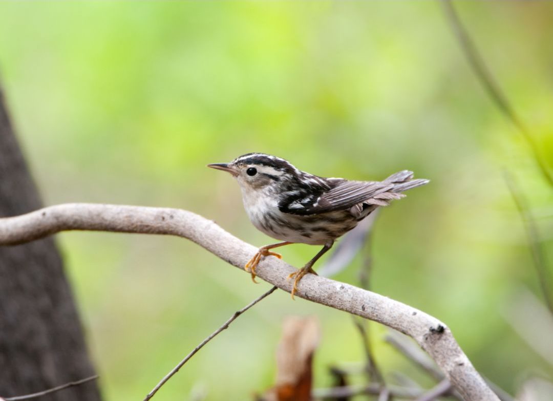 26 Small Birds in Florida (Inc. Awesome Photos) - Birds Advice