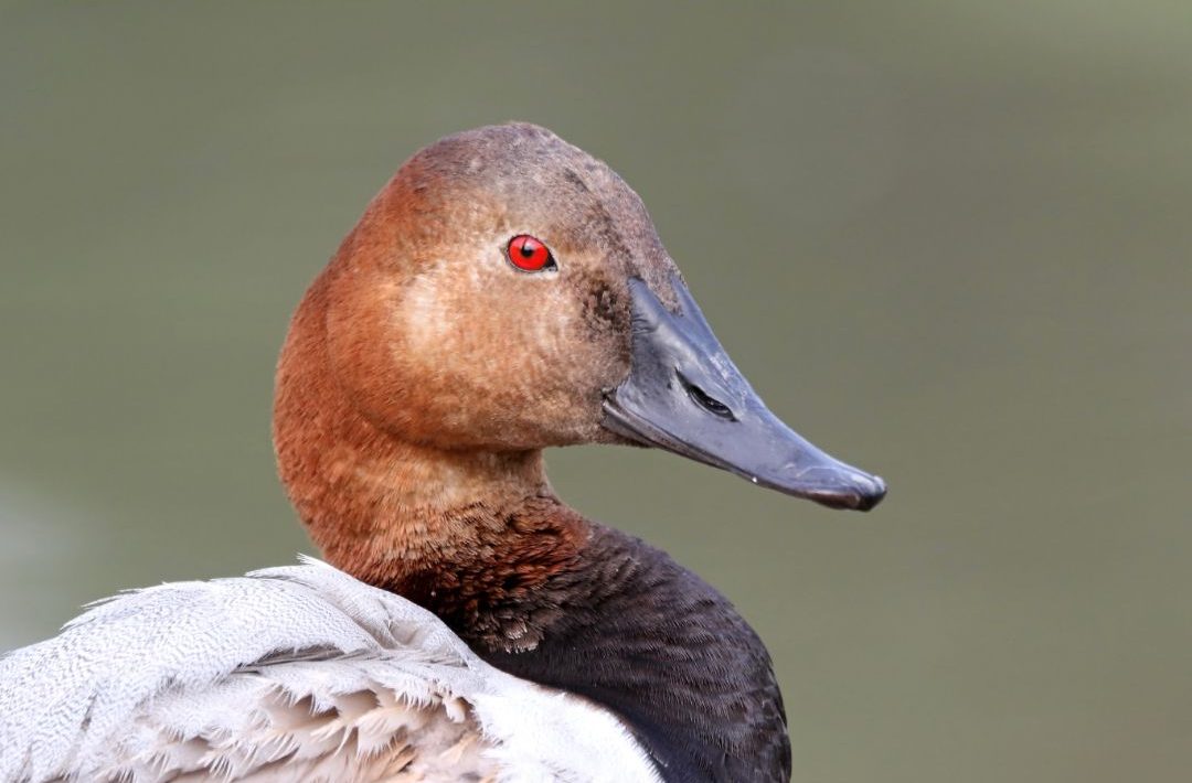 15 Types of Ducks in Florida (With Pictures)