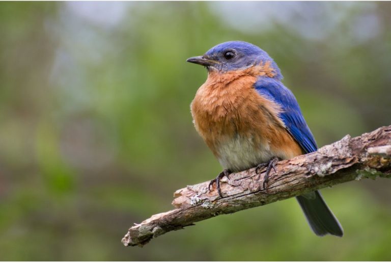 25 Birds With Orange Breasts (Inc. Awesome Photos)