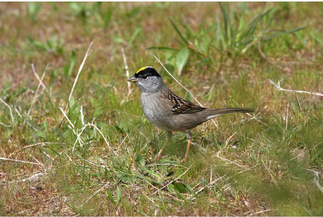 34 Backyard Birds of the Pacific Northwest (Inc. Awesome Photos ...