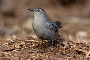 21 Gray Birds in North America (Inc. Awesome Photos)