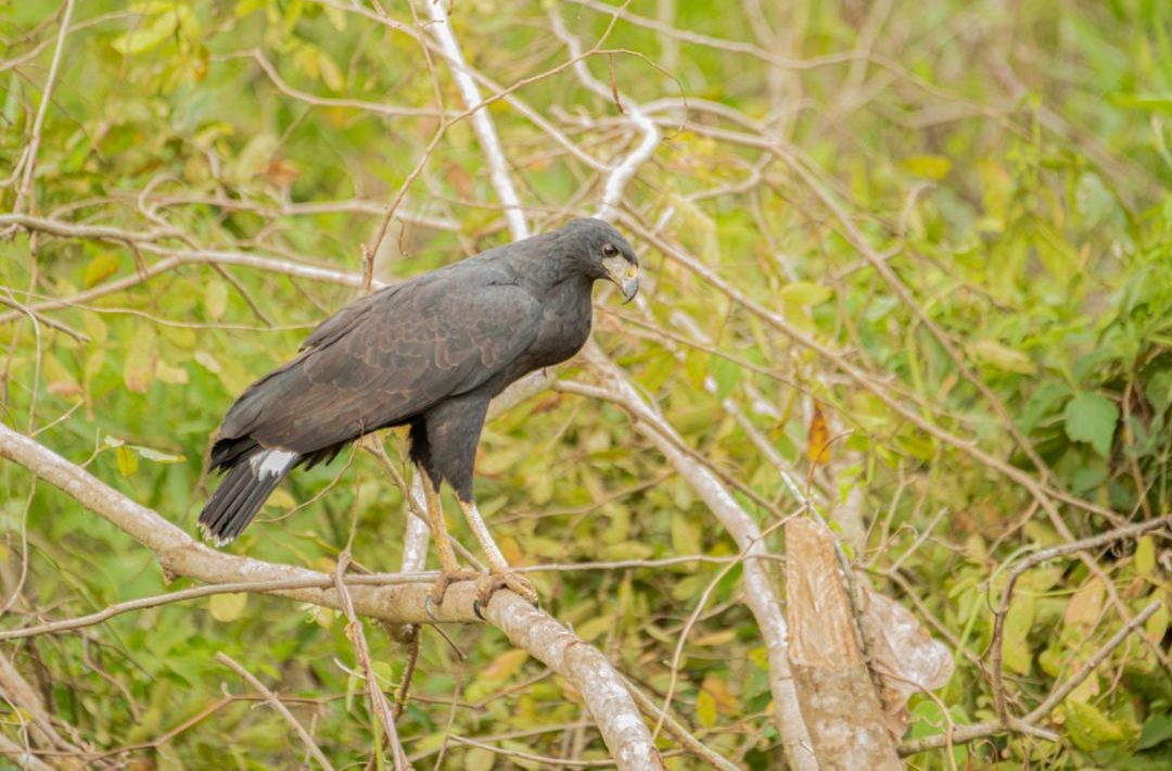 18 Species of Hawks in Texas (Inc. Awesome Photos)