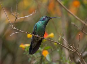 6 Types of Hummingbirds in Wisconsin (Inc. Awesome Photos)