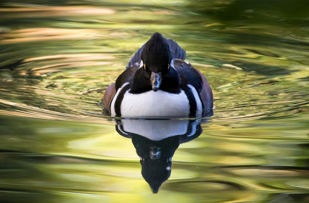 15 Types of Ducks in Florida (With Pictures)