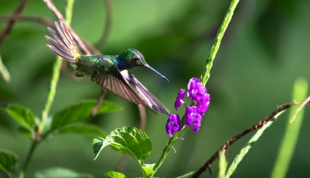 7 Species of Blue Hummingbirds in North America (Inc. Awesome Photos)