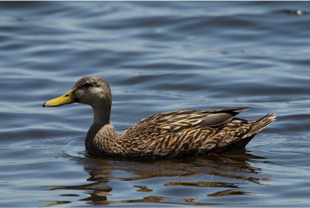 15 Types of Ducks in Florida (With Pictures)