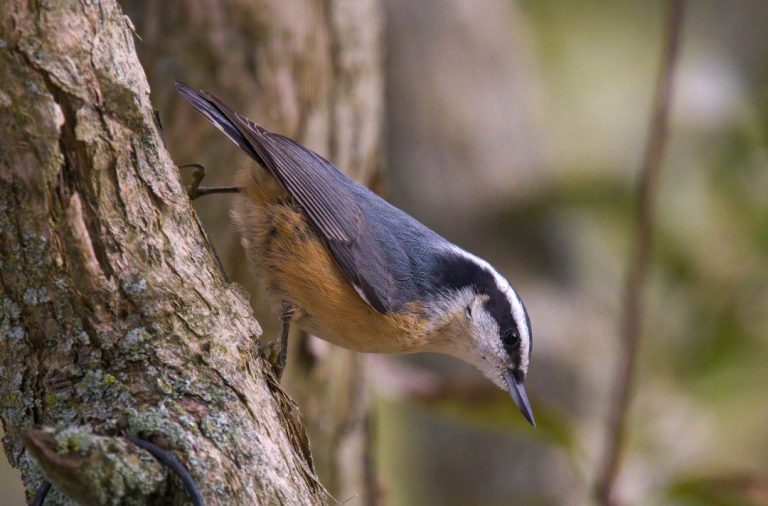 34 Backyard Birds of the Pacific Northwest (Inc. Awesome Photos ...