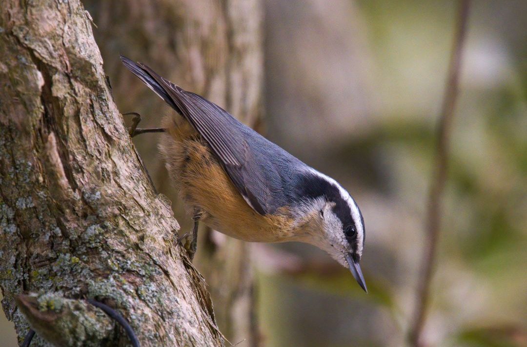 34 Backyard Birds of the Pacific Northwest (Inc. Awesome Photos ...