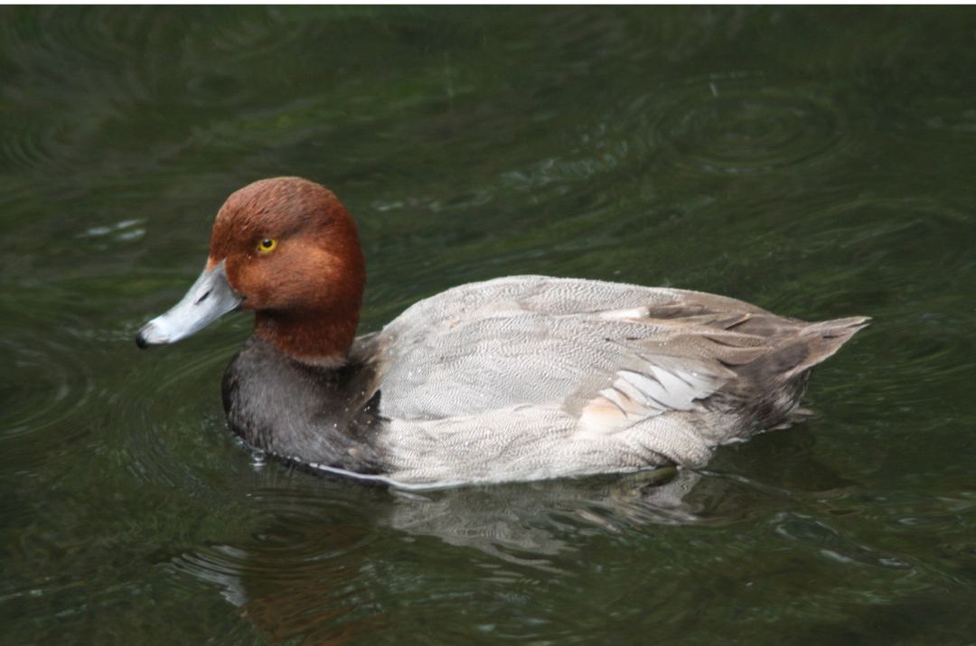 15 Types of Ducks in Florida (With Pictures)