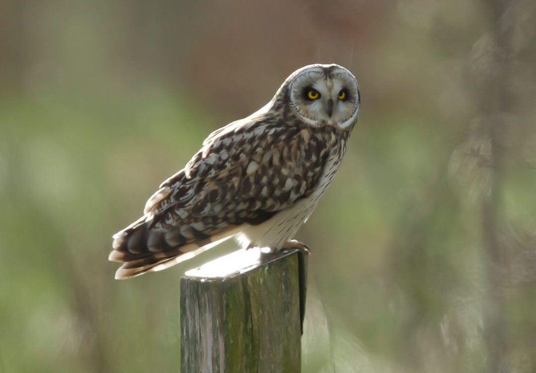 8 Types of Owls in Georgia (Inc. Awesome Photos)