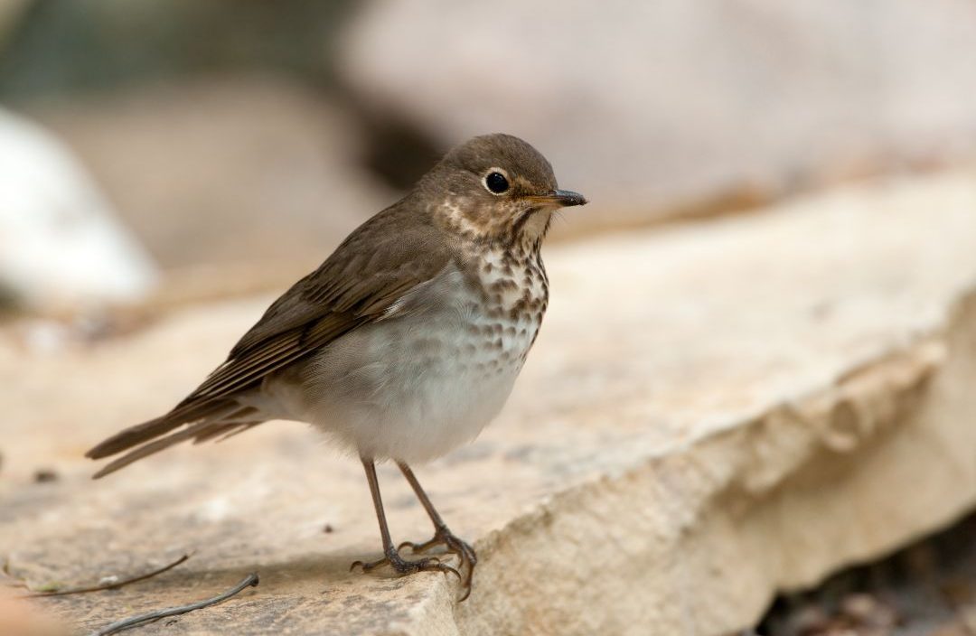 34 Backyard Birds of the Pacific Northwest (Inc. Awesome Photos ...