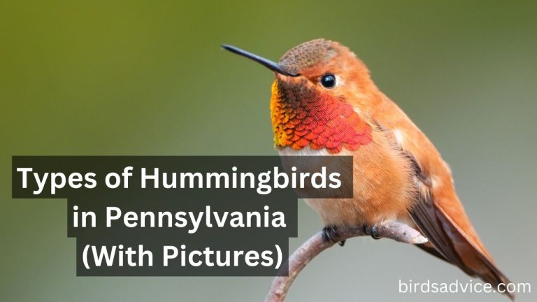 5 Types of Hummingbirds in Pennsylvania (With Pictures)