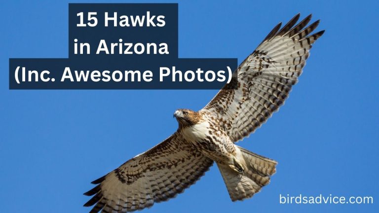 15 Hawks in Arizona (Inc. Awesome Photos)
