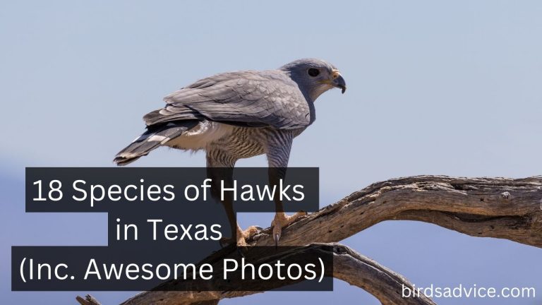 18 Species of Hawks in Texas (Inc. Awesome Photos)