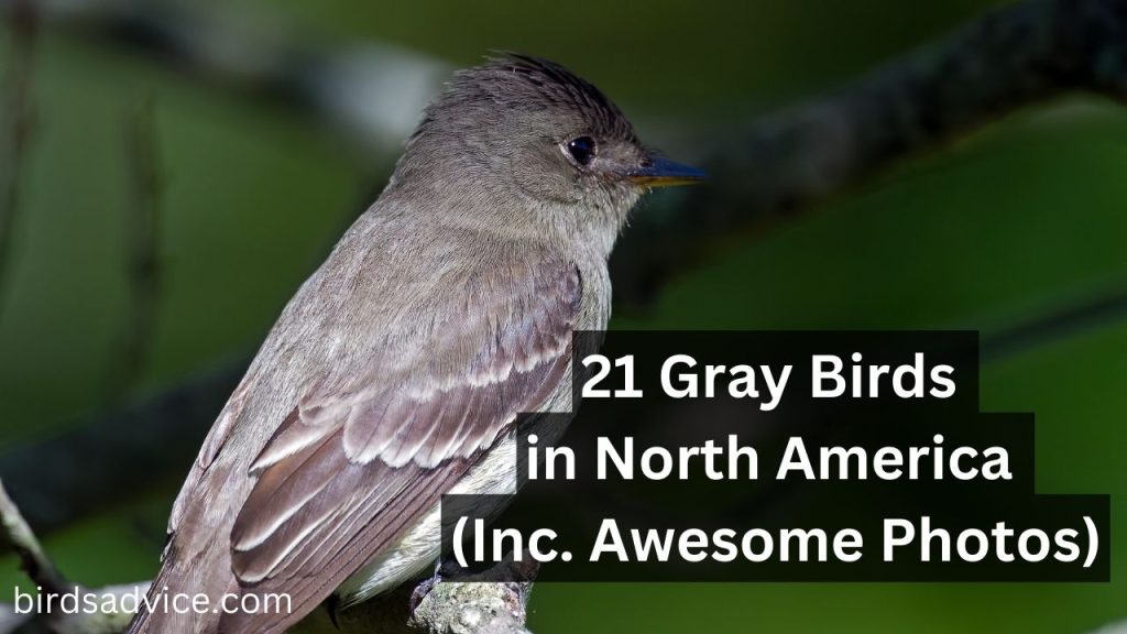 21 Gray Birds in North America (Inc. Awesome Photos)