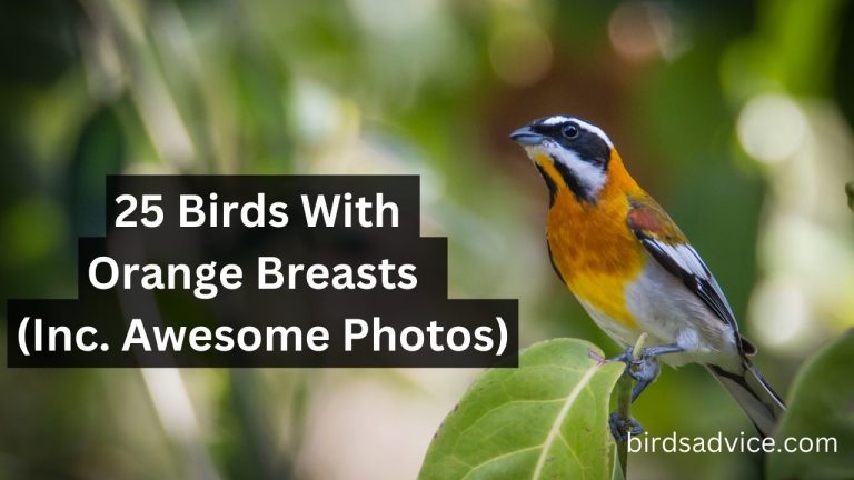 25 Birds With Orange Breasts (Inc. Awesome Photos)