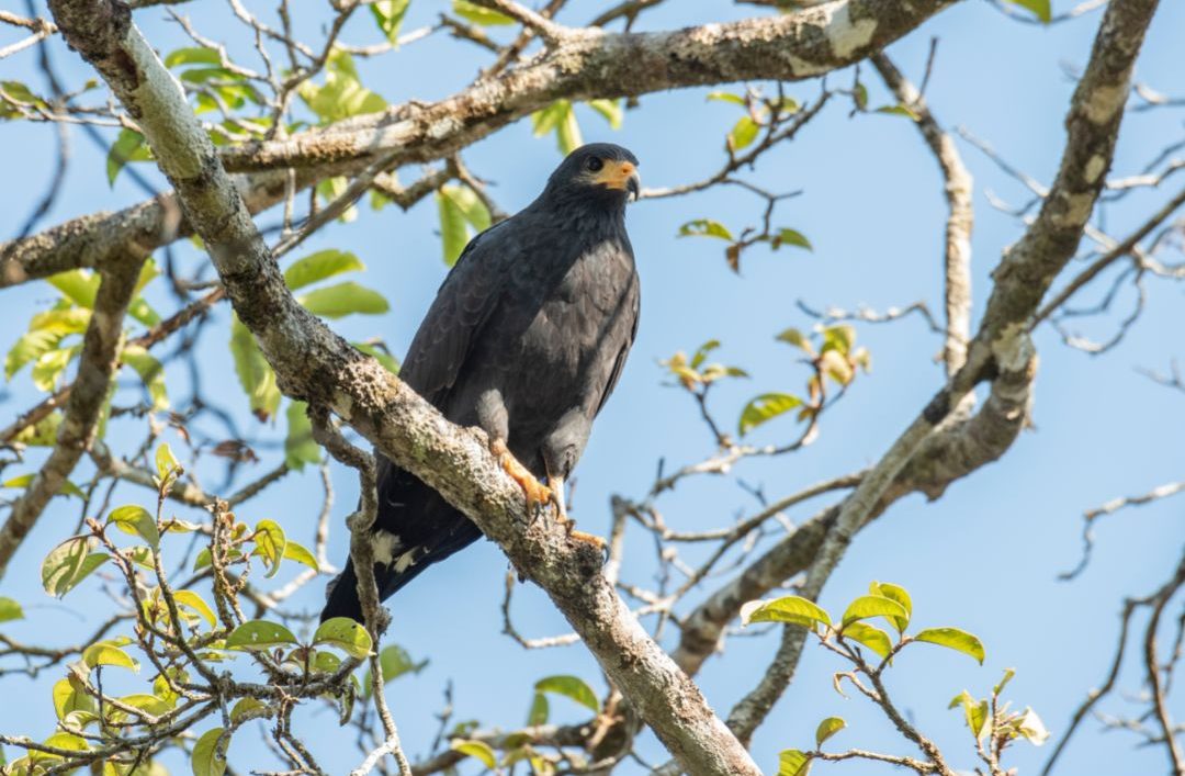 15 Hawks in Arizona (Inc. Awesome Photos)