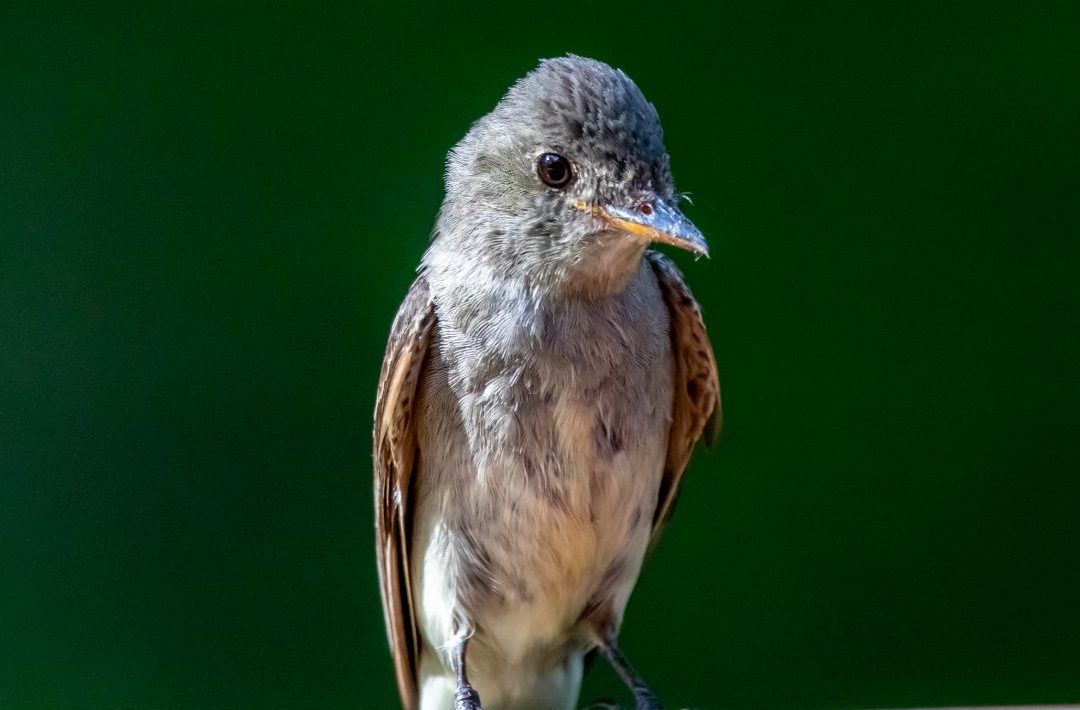 21 Gray Birds in North America (Inc. Awesome Photos)