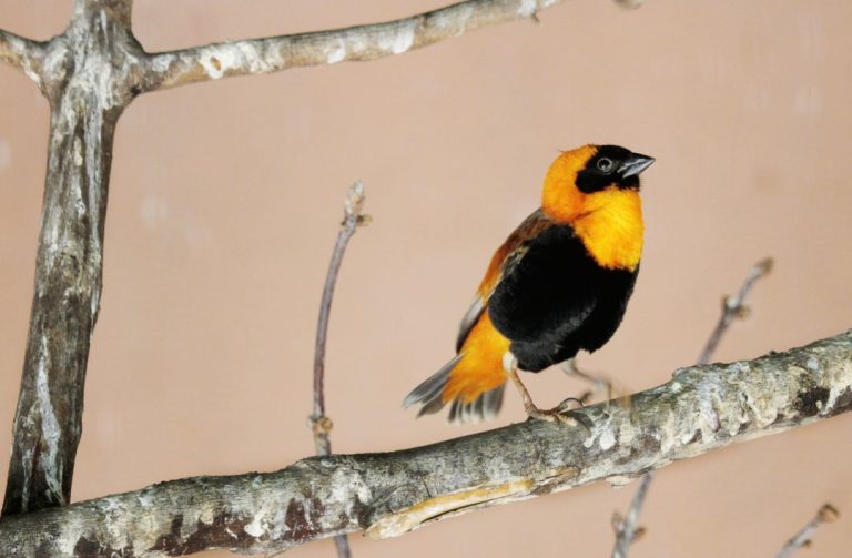 25 Orange Birds in North America (Inc. Awesome Photos)