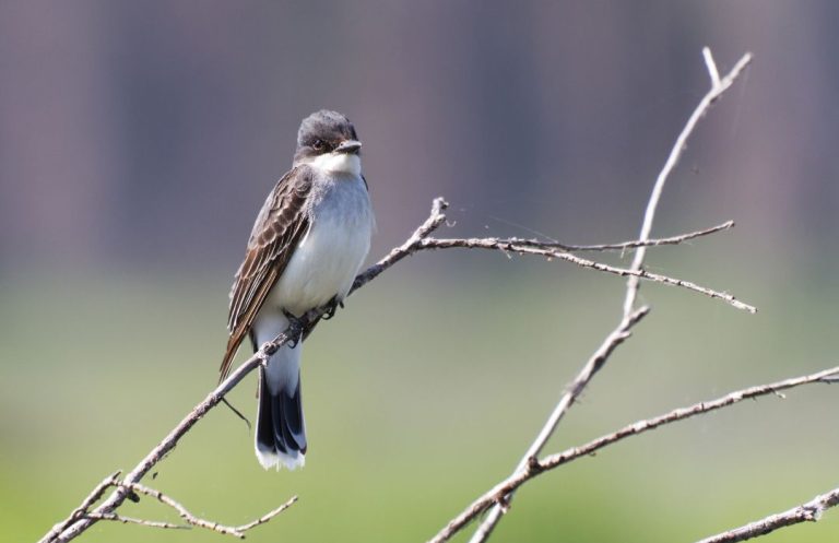 21 Gray Birds in North America (Inc. Awesome Photos)