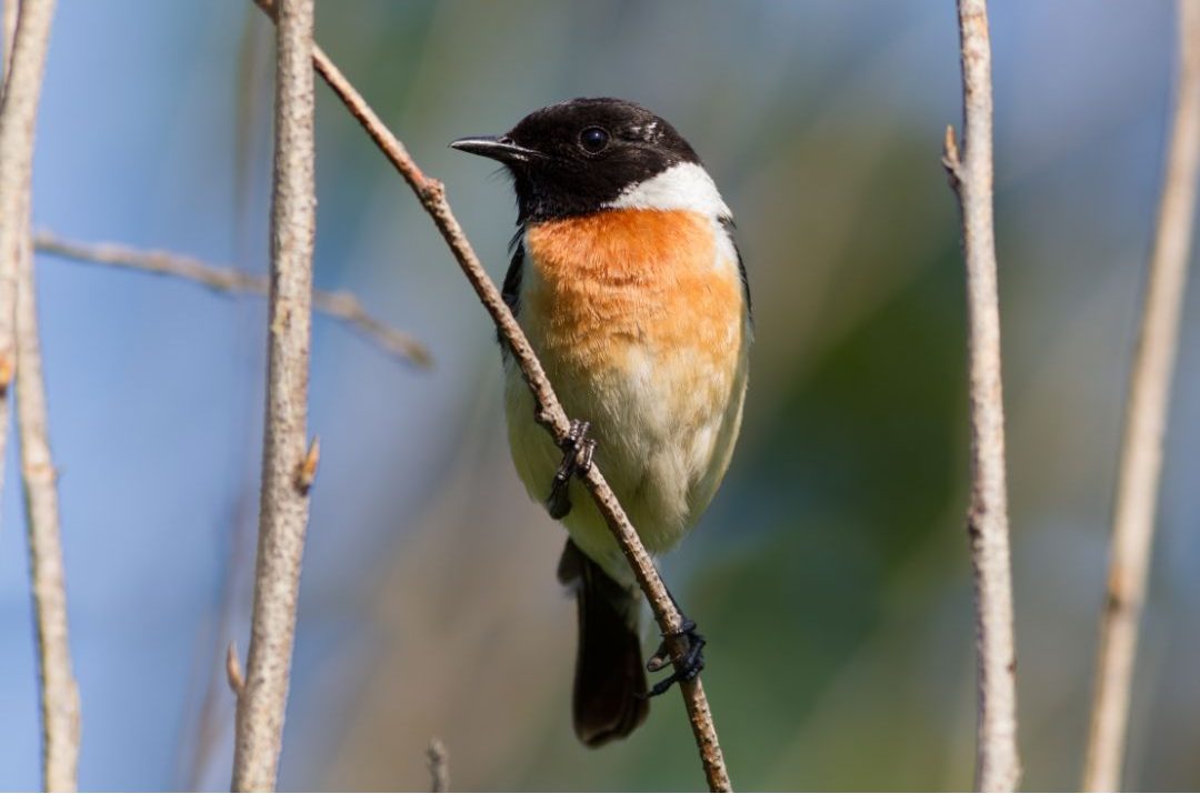 25 Orange Birds in North America (Inc. Awesome Photos)