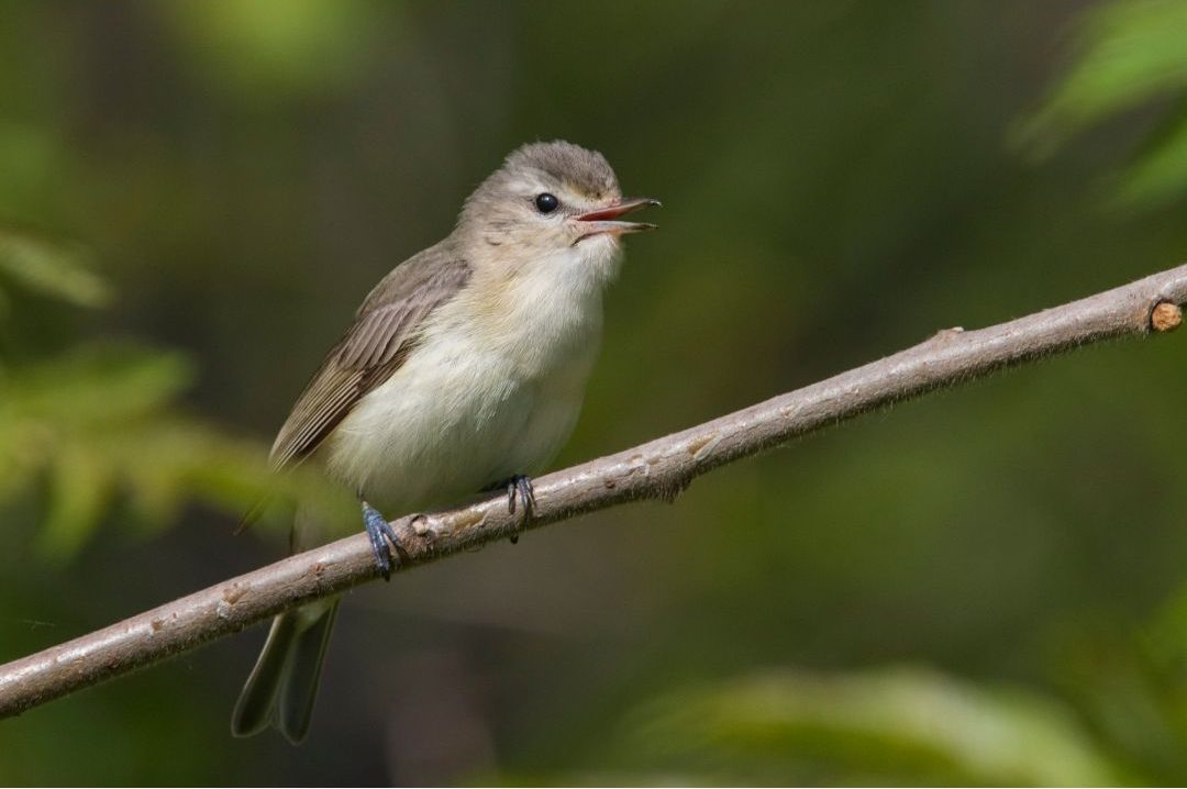 12 Small Gray Birds (Inc. Awesome Photos)
