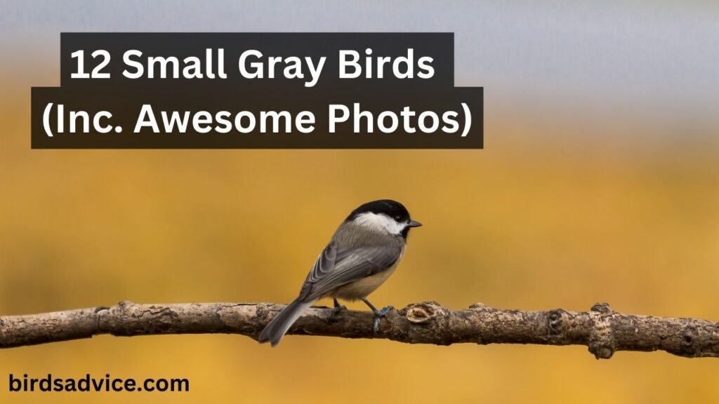 12 Small Gray Birds (Inc. Awesome Photos)